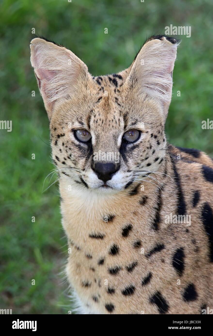 Beautiful Serval wild cut with pretty fur and eyes Stock Photo - Alamy