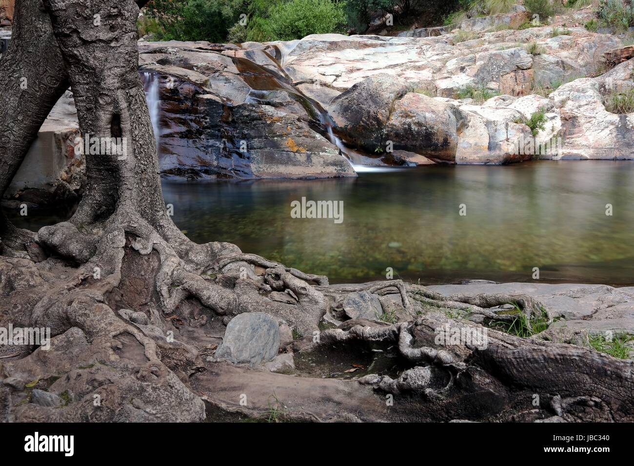 Rugged and knarled roots of a tree next to a pool in the mountains ...