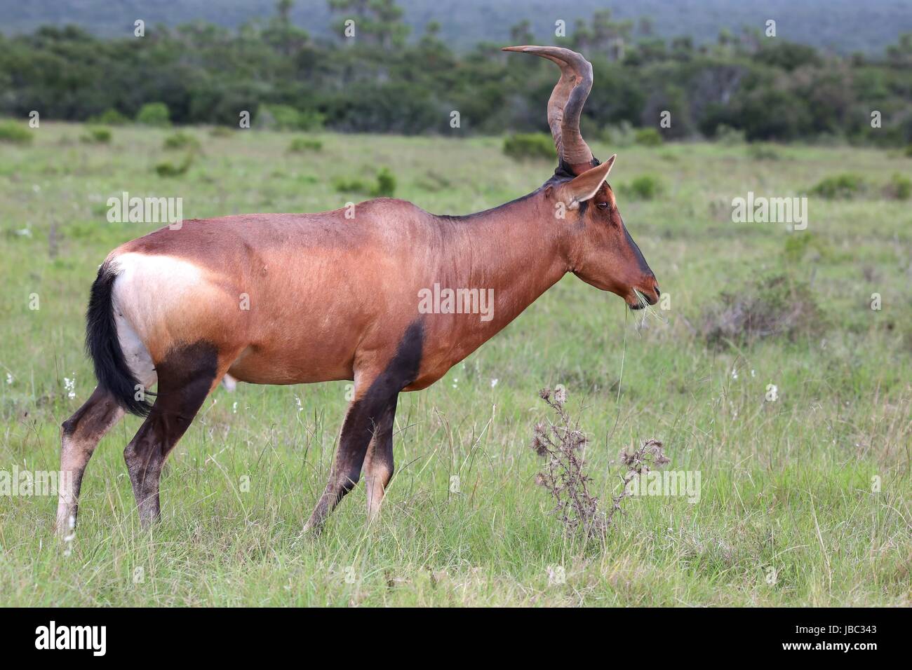 A big male Red Hartebeest antelope crossing the African savannah Stock ...