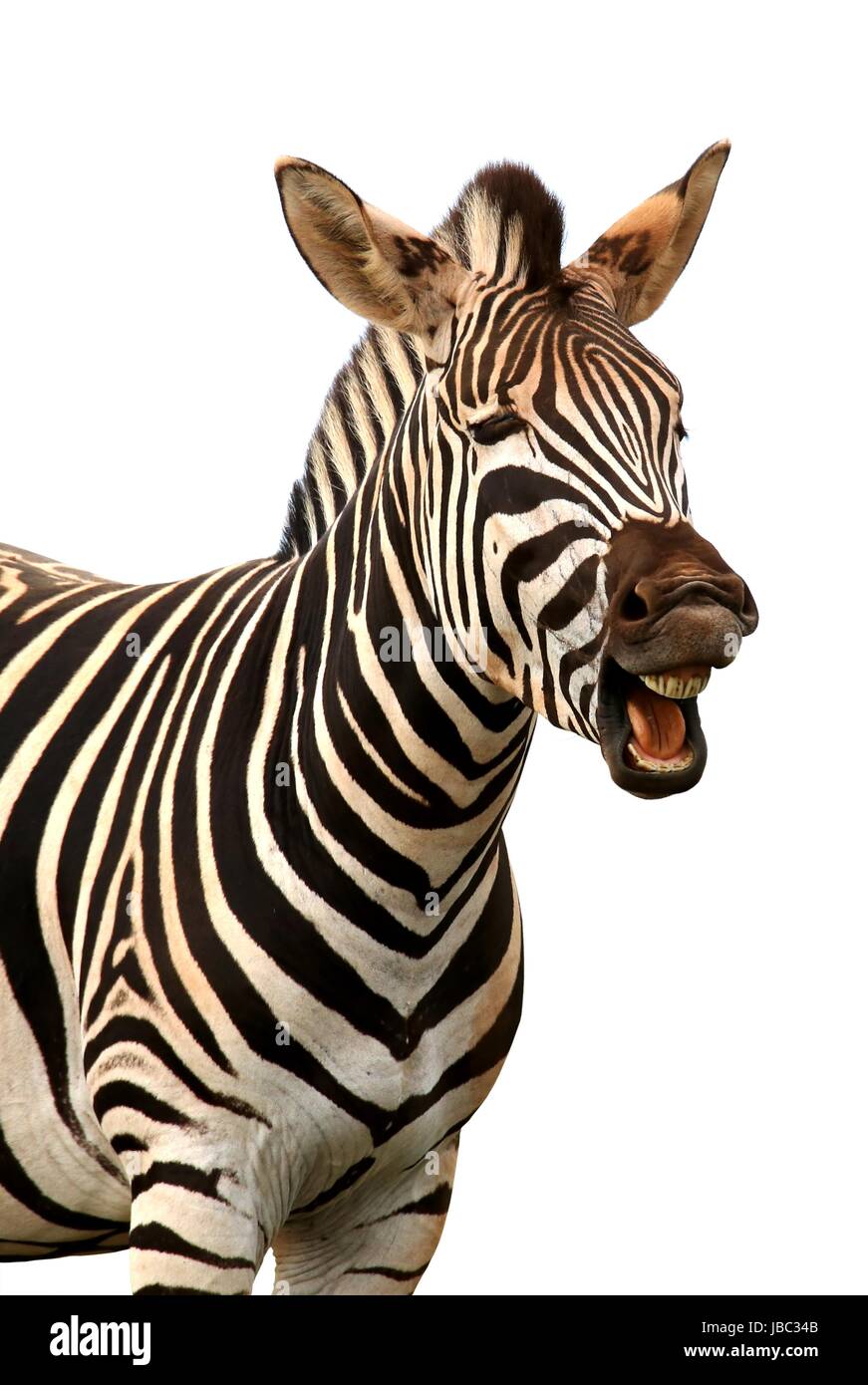 Zebra with a funny expression so that he looks like he is talking of ...