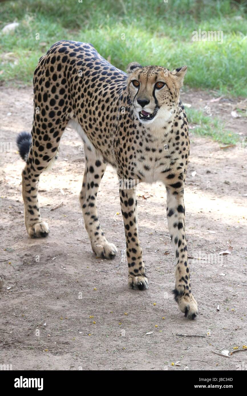 Cheetah wild cat with spotted fur and long legs Stock Photo - Alamy