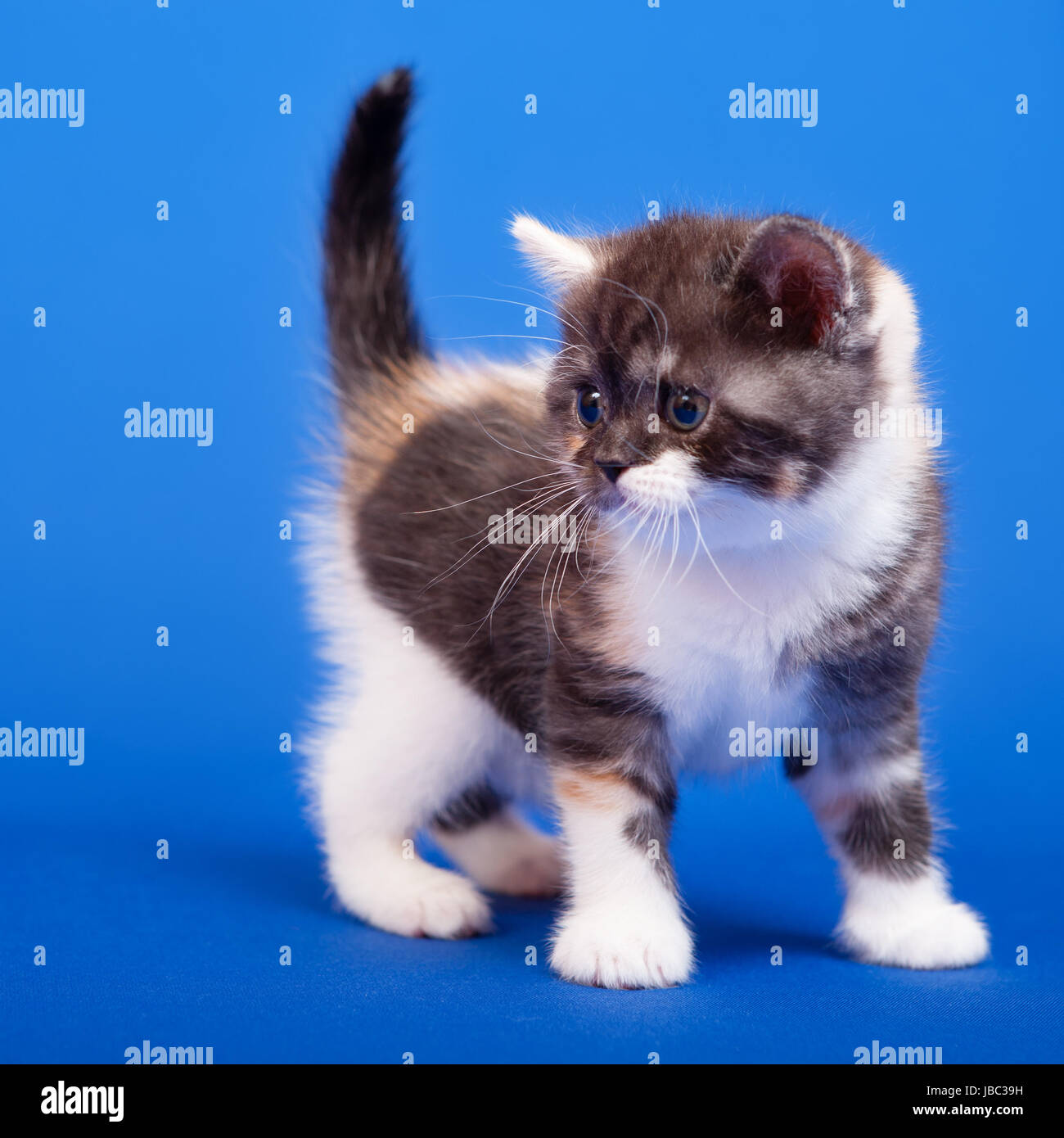 Tricolor Scottish purebred cat is sitting on blue background Stock ...