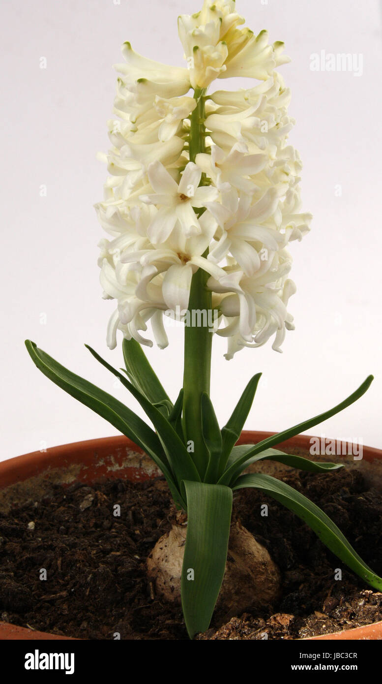 Hyacinth orientalis snow hi-res stock photography and images - Alamy