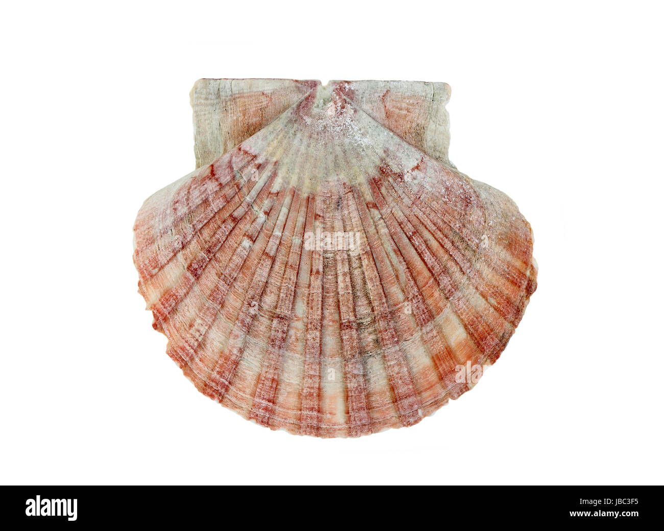 Scallop shell isolated on white background Stock Photo - Alamy