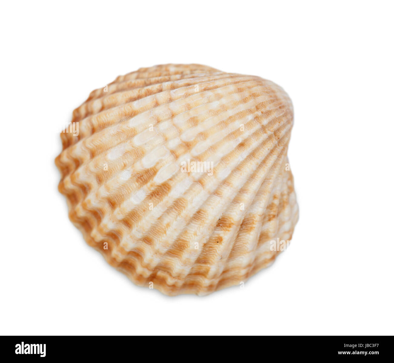 Scallop shell isolated on white background Stock Photo - Alamy