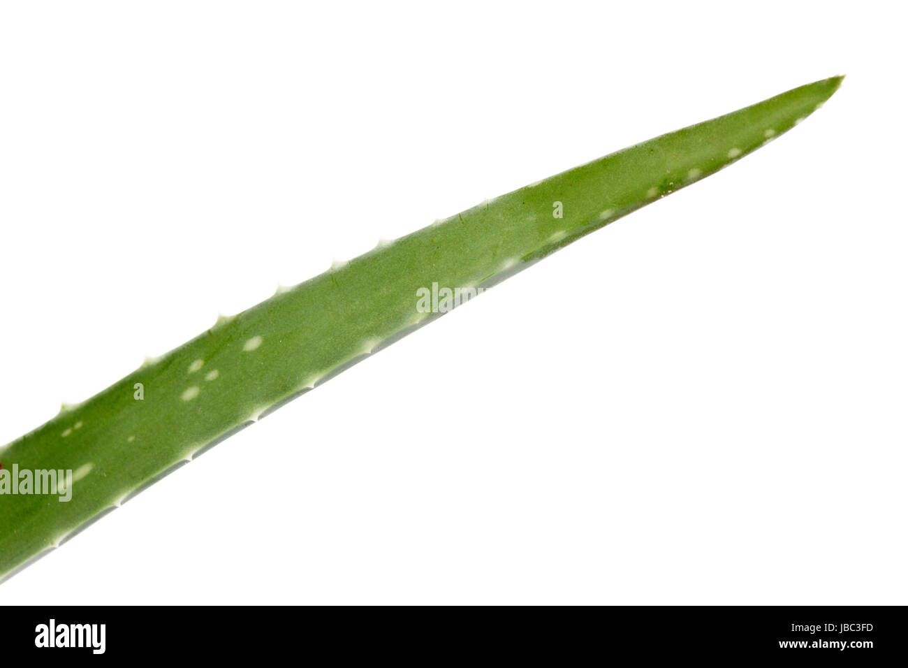 Branch of the Aloe Vera plant isolated on white background Stock Photo ...