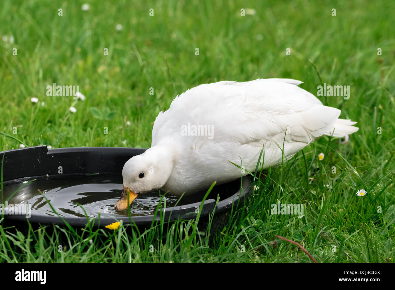 White Female Call Duck Drinking Water Stock Photo - Alamy