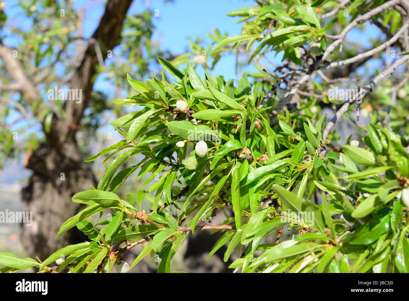 almond blossom - almonds - spain Stock Photo - Alamy