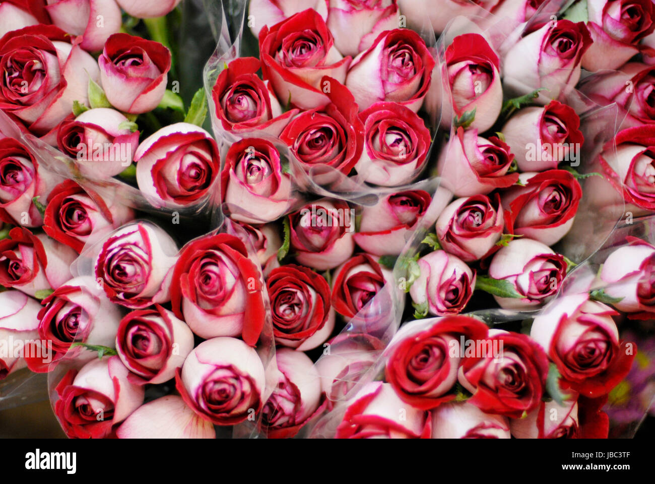 Bunch of pink and red roses. Gift wrap Stock Photo - Alamy