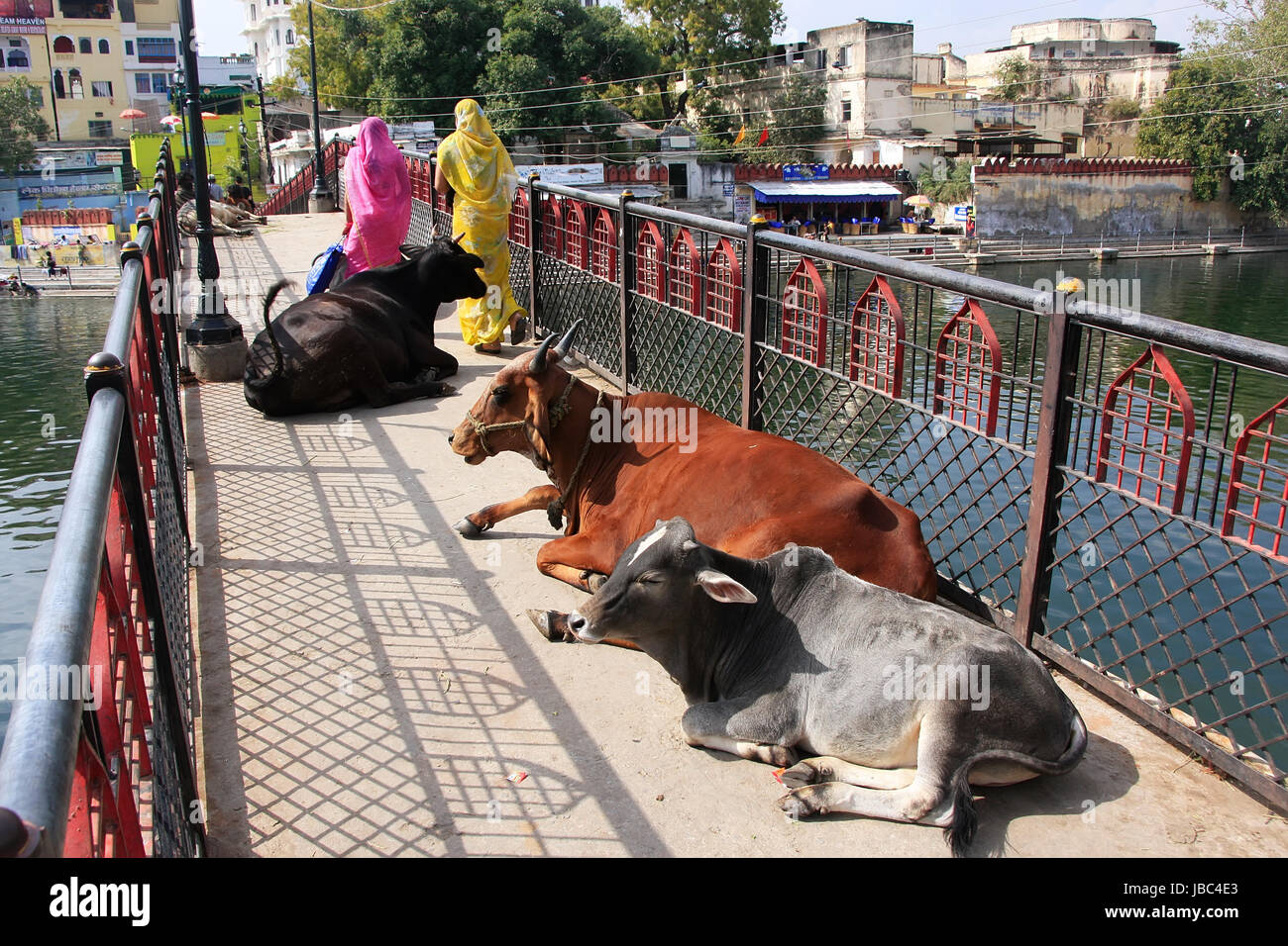 Cows laying on a bridge, Udaipur, Rajasthan, India Stock Photo - Alamy