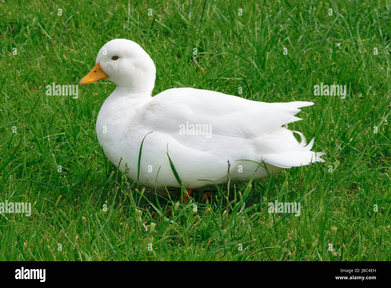 Callduck hi-res stock photography and images - Alamy
