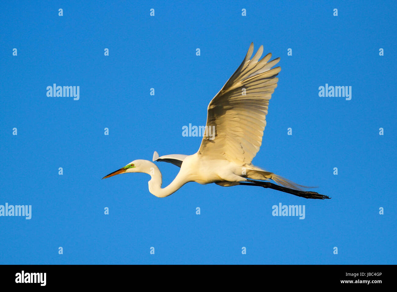 Great Egret (Ardea alba) flying in blue sky Stock Photo - Alamy
