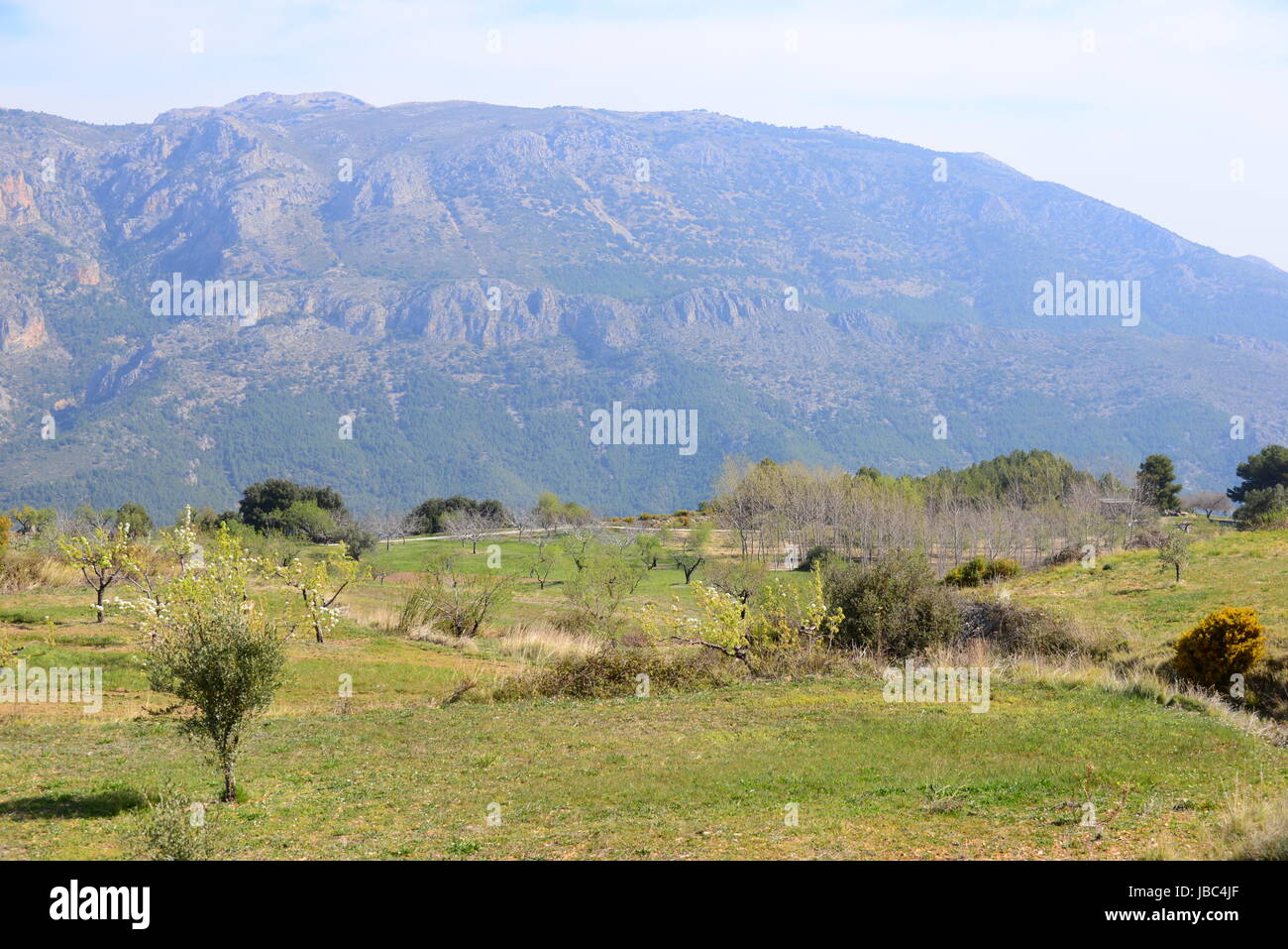 almond blossom - almonds - spain Stock Photo - Alamy