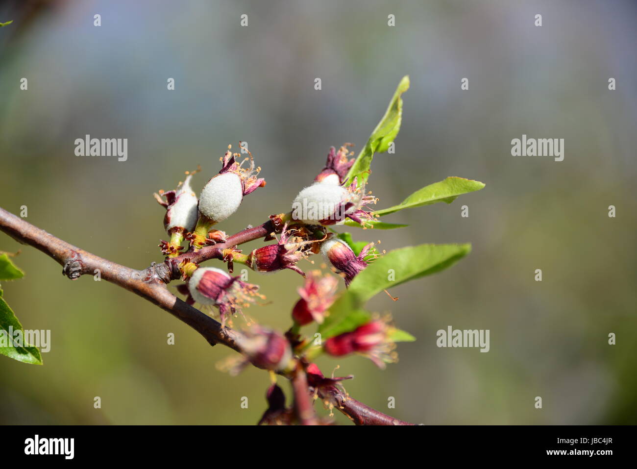 almond blossom - almonds - spain Stock Photo - Alamy