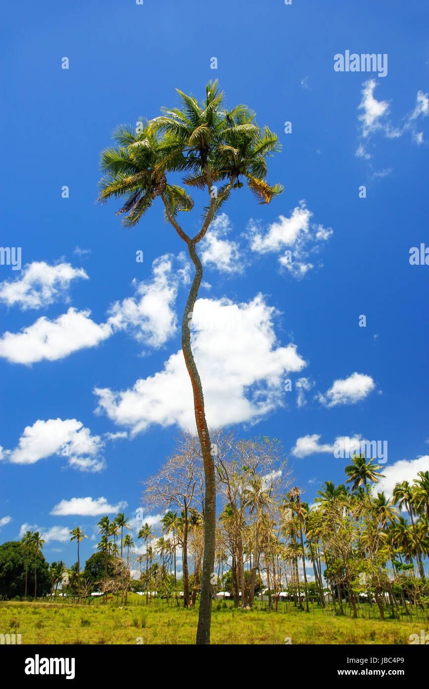 Double coconut tree hi-res stock photography and images - Alamy