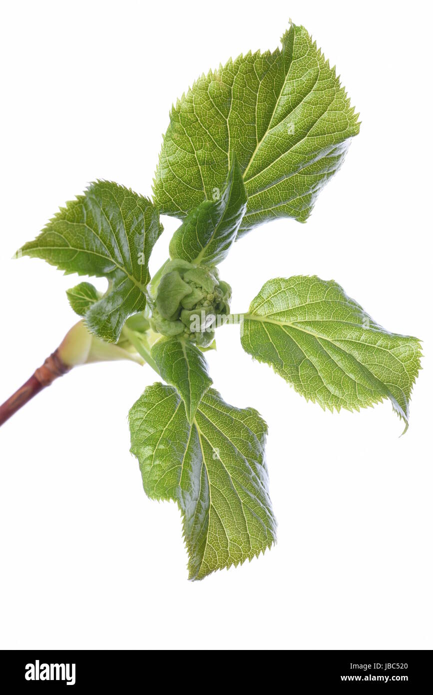 Green twig isolated on white background Stock Photo - Alamy