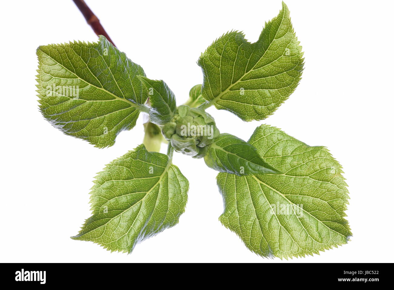 Green twig isolated on white background Stock Photo - Alamy