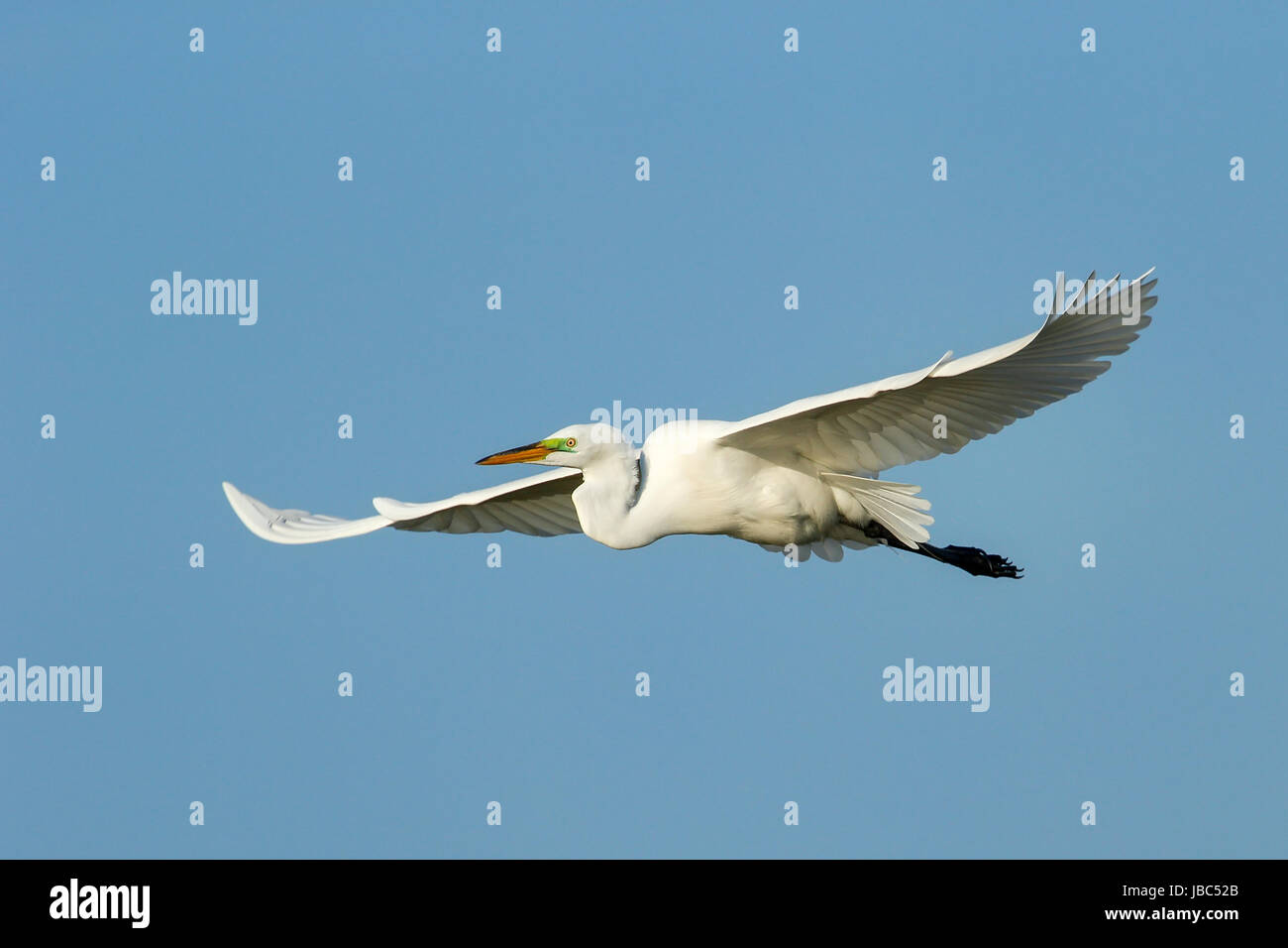Great Egret (Ardea alba) flying in blue sky Stock Photo - Alamy