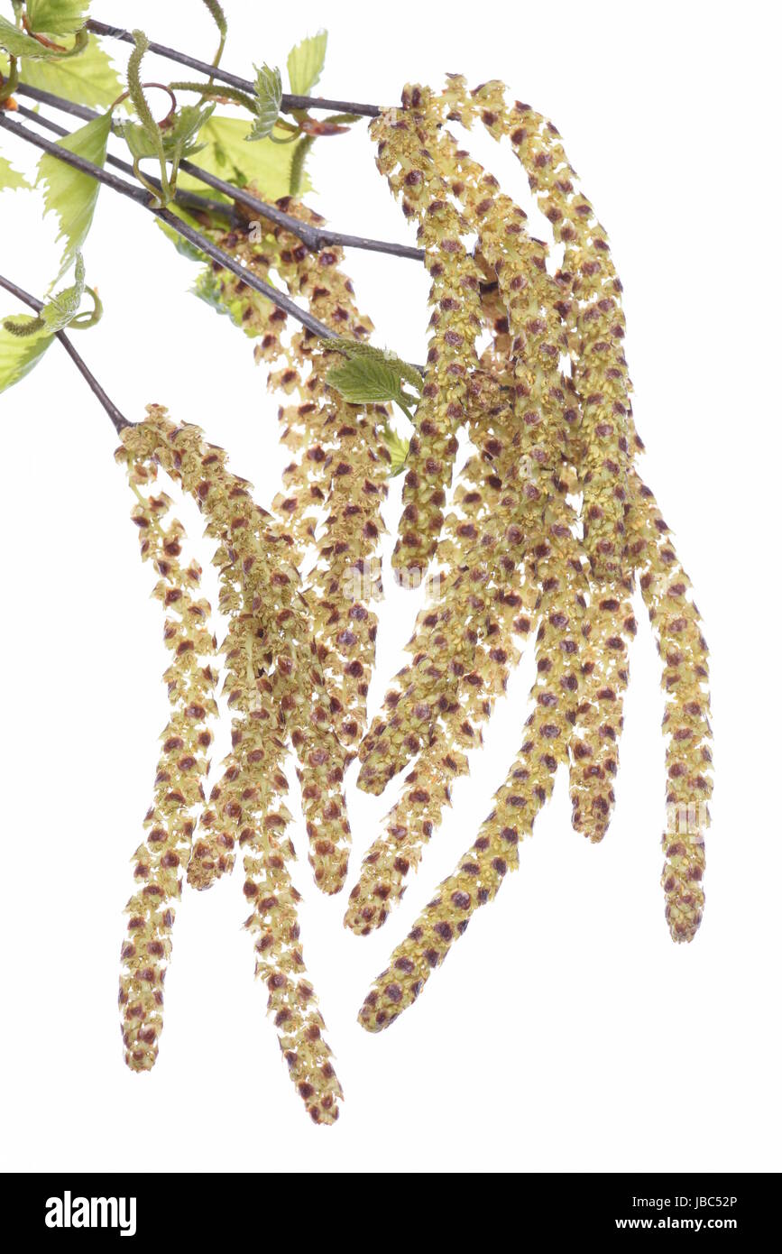 Plant season background hi-res stock photography and images - Alamy