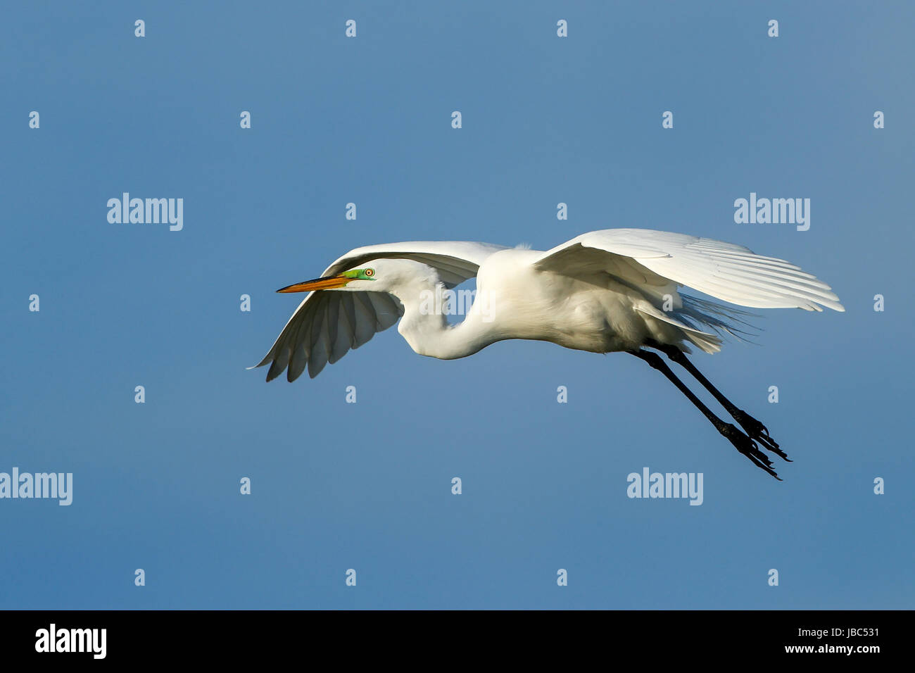 Great Egret (Ardea alba) flying in blue sky Stock Photo - Alamy