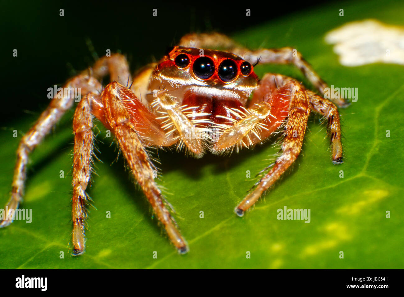 Jumping spider sitting on green leaf, Fiji Stock Photo - Alamy