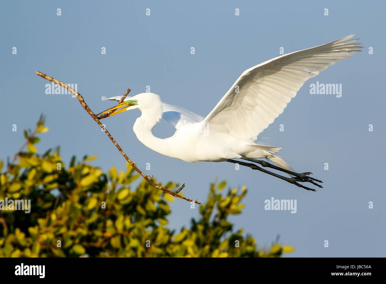 Great Egret (Ardea alba) flying with a stick in its beak Stock Photo ...