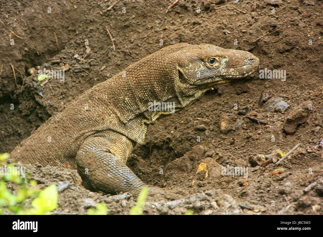 Komodo dragon digging a hole on Rinca Island in Komodo National Park ...