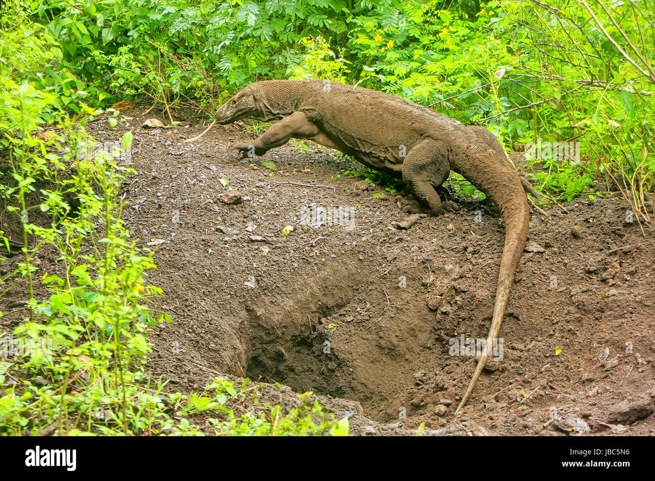Komodo Dragon Walking Out Of A Hole On Rinca Island In Komodo National