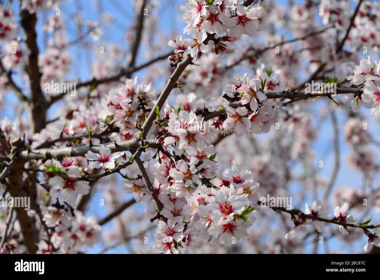 mandelum flower in spain Stock Photo - Alamy
