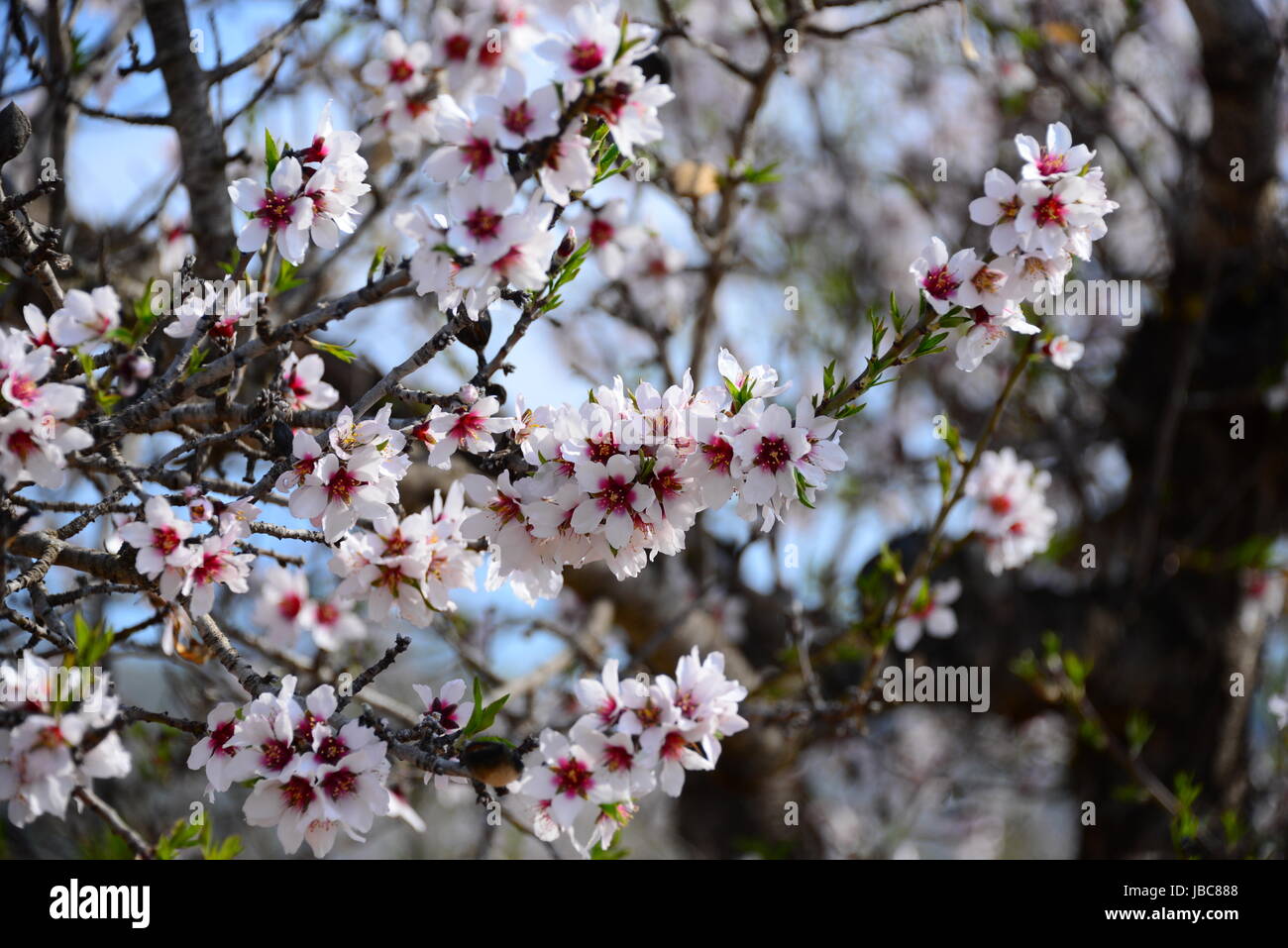 mandelum flower in spain Stock Photo - Alamy