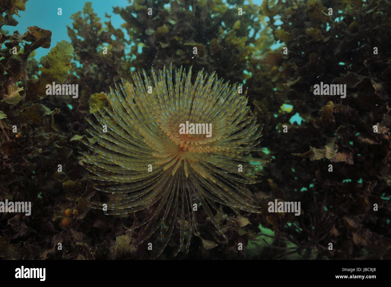 Mediterranean fan worm Sabella spallanzanii in front of dense wall of ...