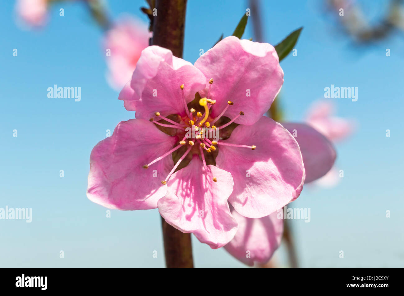 Beautiful peach blossom, spring season Stock Photo - Alamy