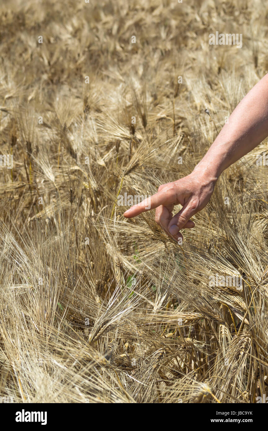 Female hand in barley field, farmer examining plants, agricultural ...