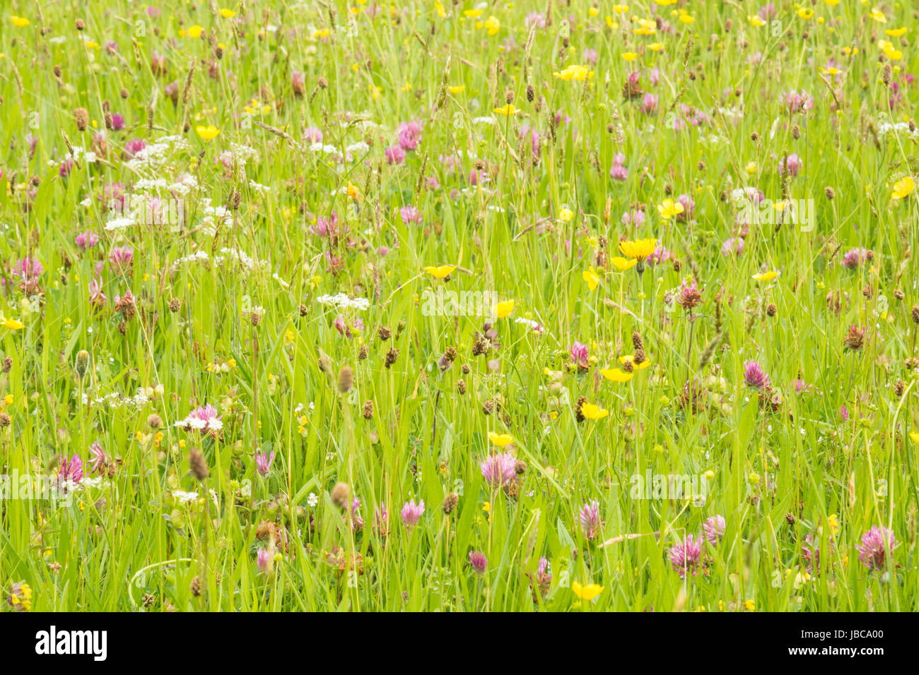 Summer flower meadow hi-res stock photography and images - Alamy