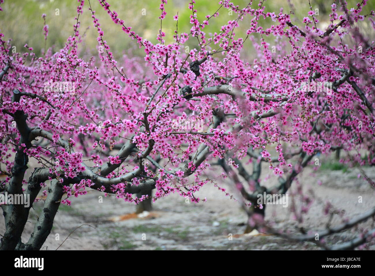 plum tree in bloom pink - spain Stock Photo - Alamy