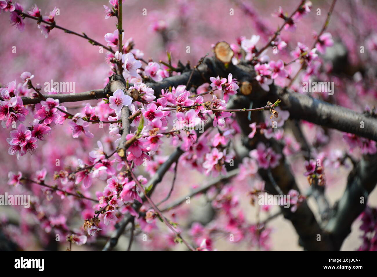 plum tree in bloom pink - spain Stock Photo - Alamy