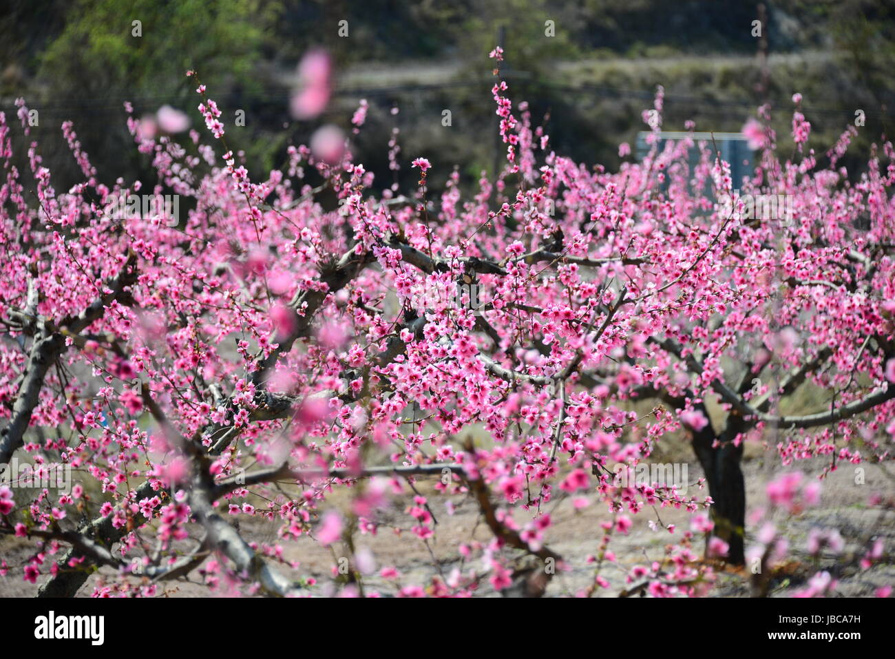 plum tree in bloom pink - spain Stock Photo - Alamy