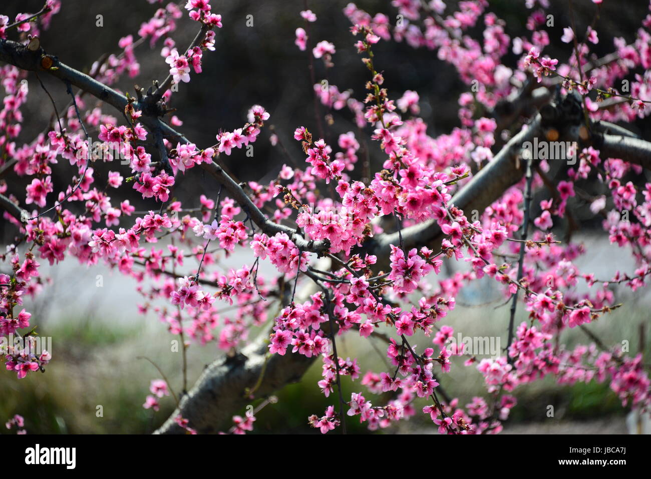 plum tree in bloom pink - spain Stock Photo - Alamy