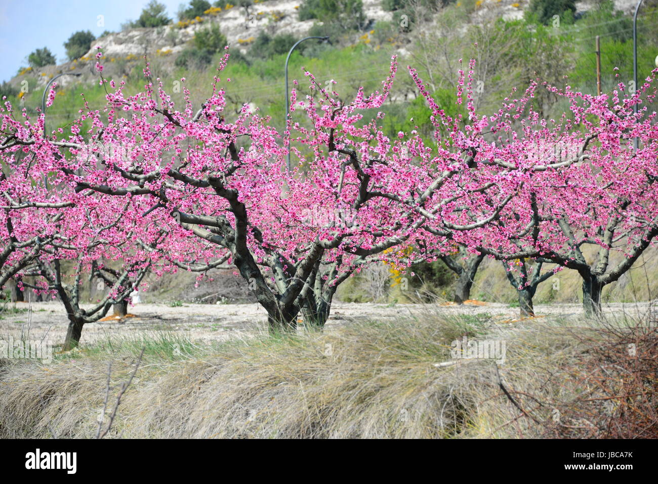 plum tree in bloom pink - spain Stock Photo - Alamy