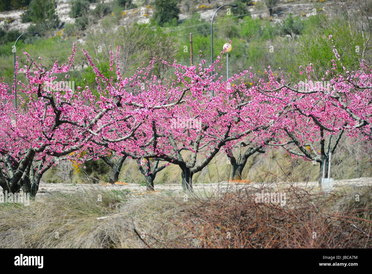 plum tree in bloom pink - spain Stock Photo - Alamy