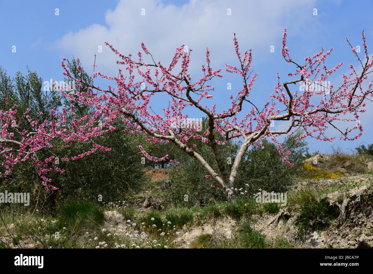 plum tree in pink blossom - spain Stock Photo - Alamy