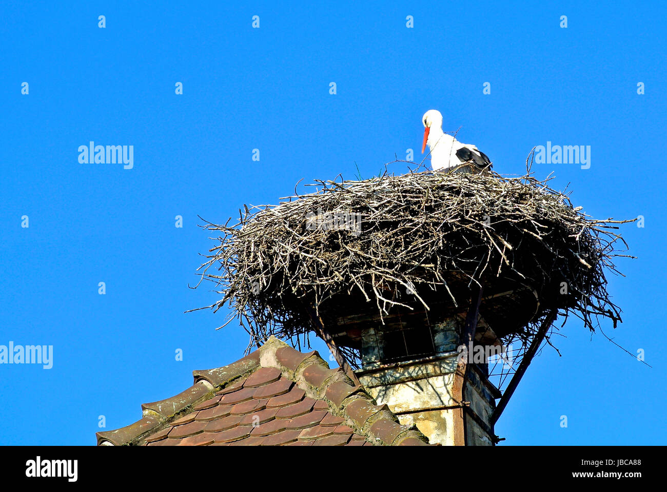 Storch im Nest Stock Photo - Alamy