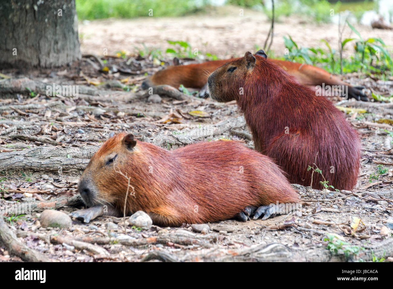 View of three Capybaras, the largest rodent in the world, in Colombia ...