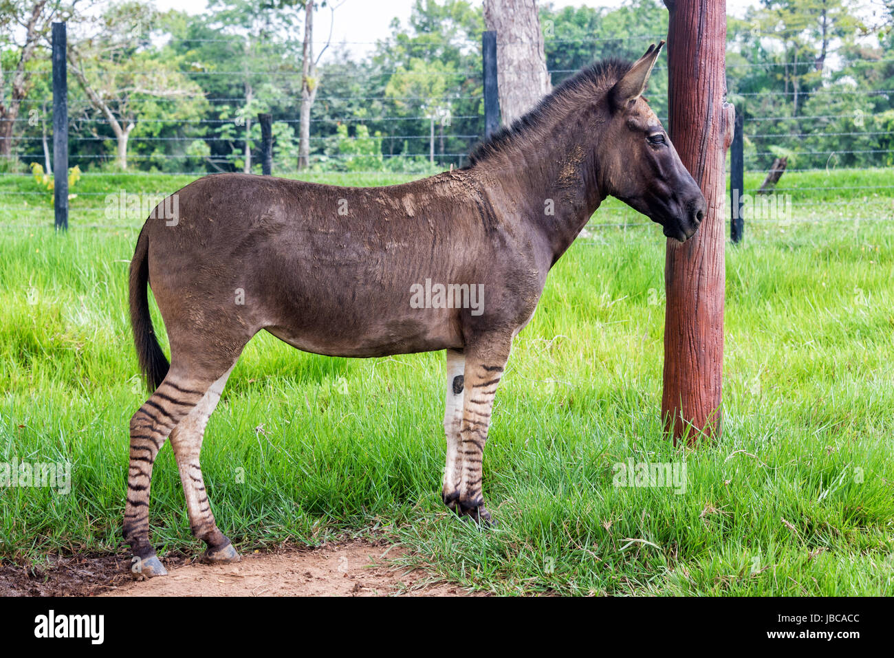 Half Zebra Half Donkey