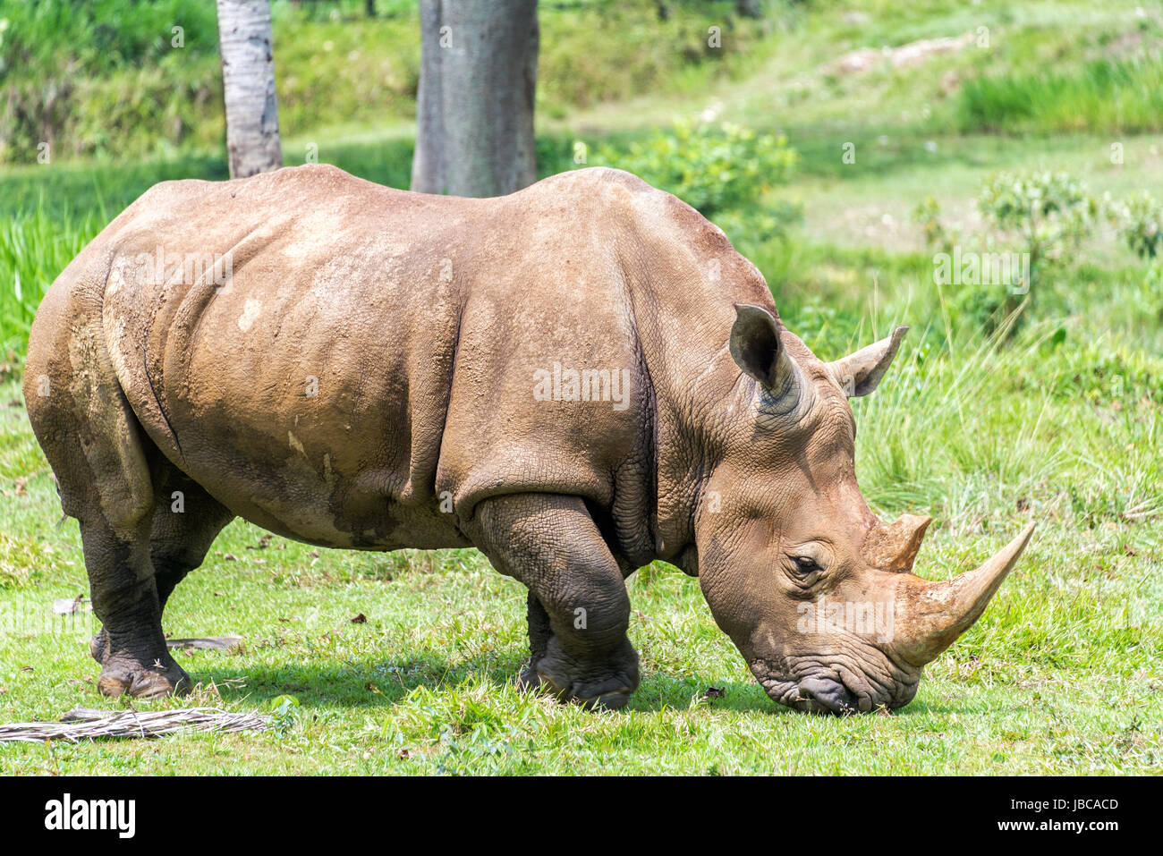 Large rhinoceros surround by lush green grass Stock Photo - Alamy