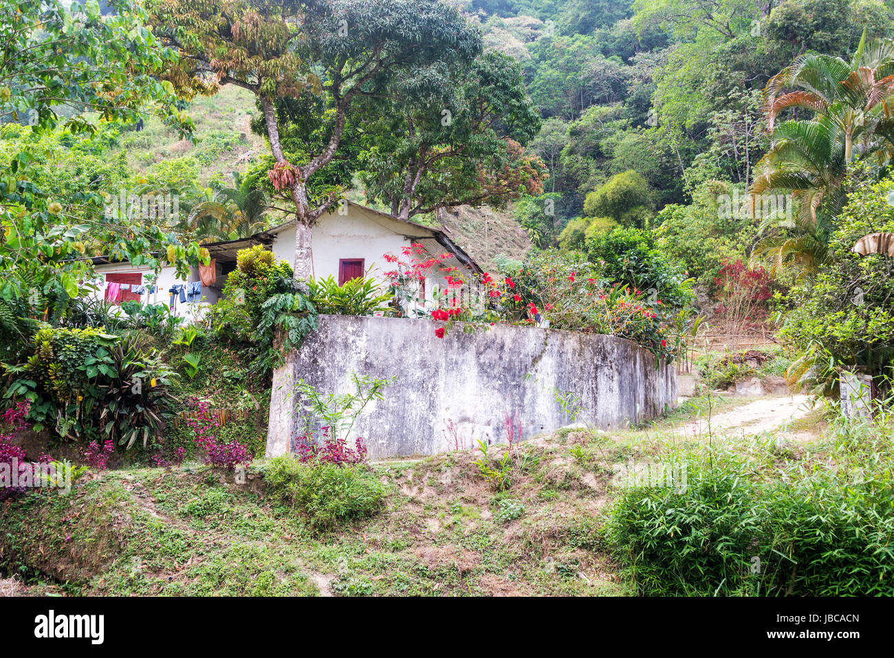 Small house with lush green vegetation on a coffee farm in Colombia ...