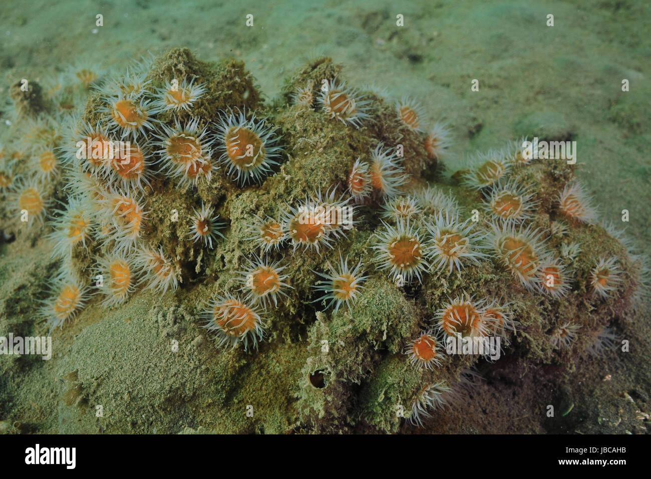 Tentacled sea anemone hi-res stock photography and images - Alamy