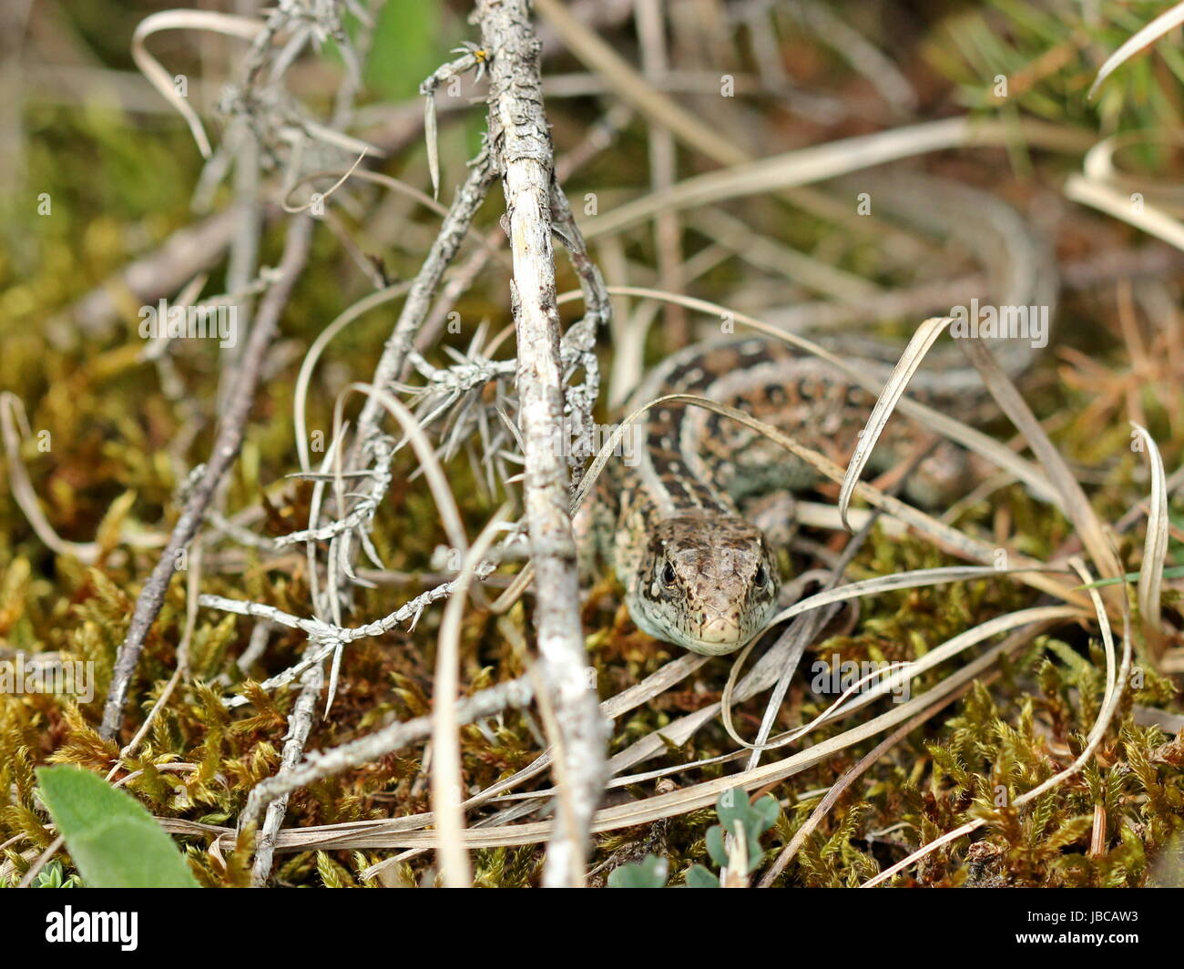female sand lizard (lacerta agilis Stock Photo - Alamy