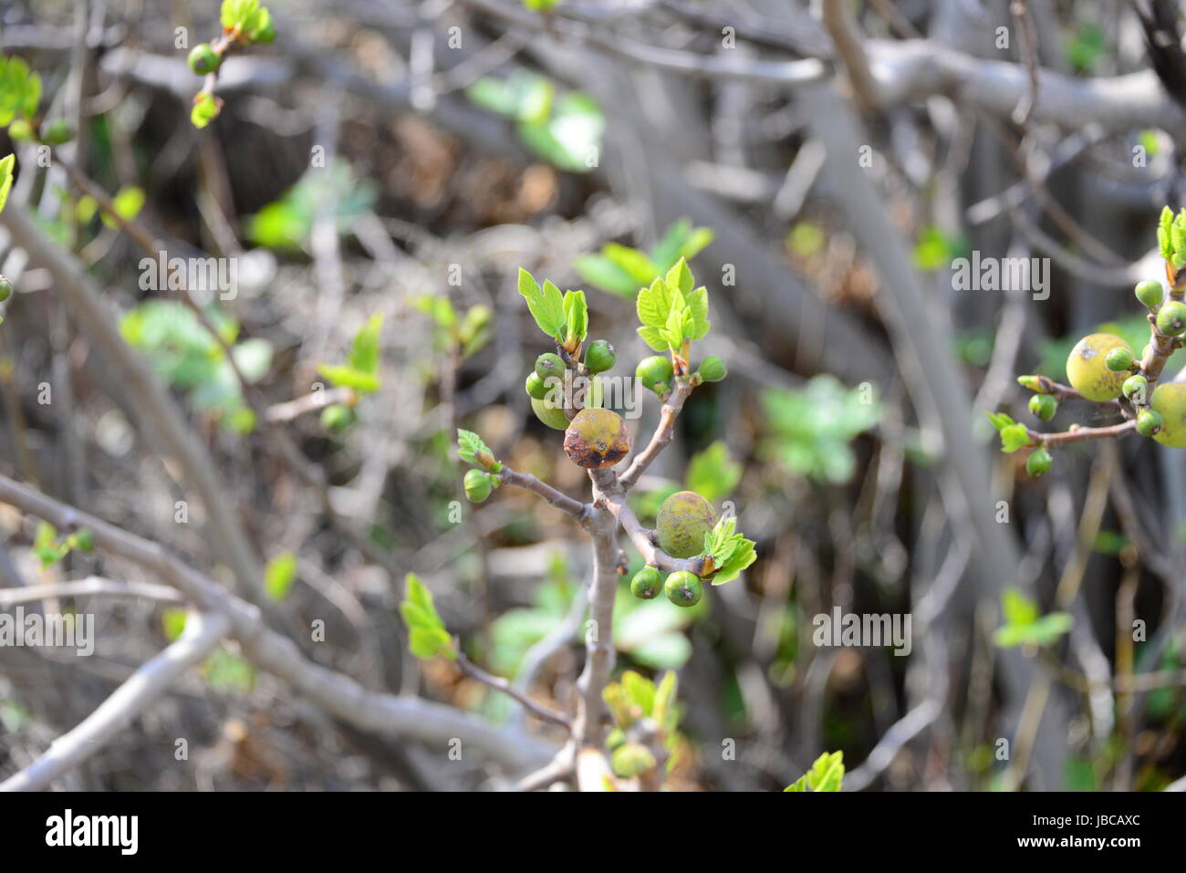 autumn foliage fig tree Stock Photo - Alamy