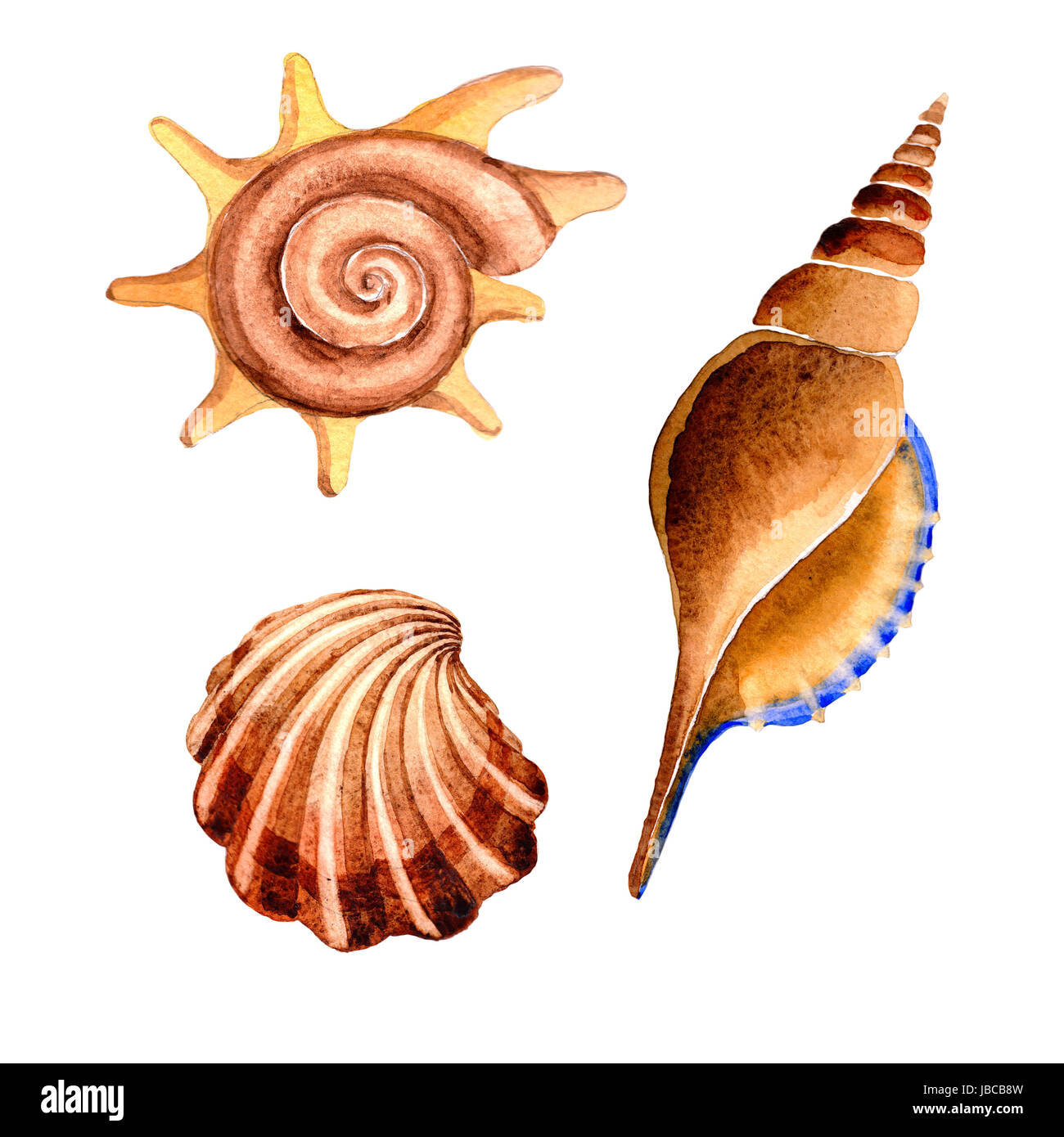 Watercolor summer beach seashell tropical elements. Underwater ...